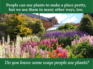 How Do People Use Plants? | PDF