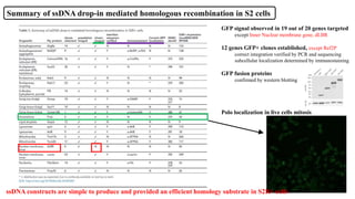 Homology directed repair (HDR) Knock-in | PPTX