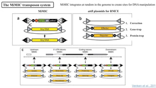 Homology directed repair (HDR) Knock-in | PPTX