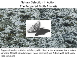 HISTORY OF EVOLUTION | PPT