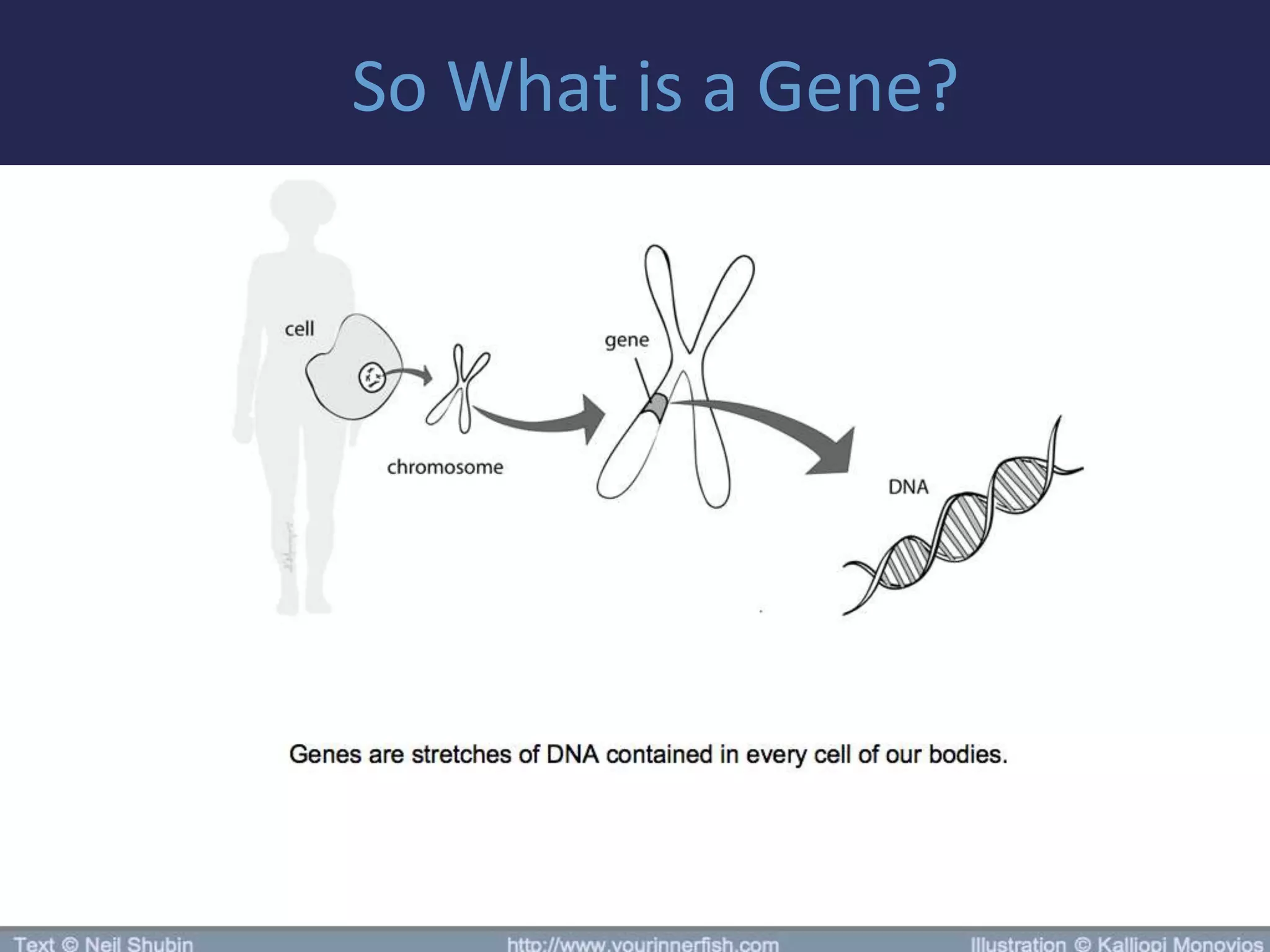 HISTORY OF EVOLUTION | PDF