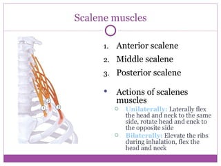 Head And Neck | PPT | Death, Injury, or Military Conflict | Sensitive ...