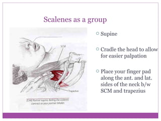 Head And Neck | PPT | Death, Injury, or Military Conflict | Sensitive ...