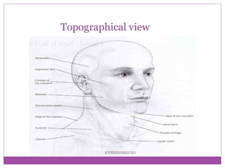 Head And Neck | PPT