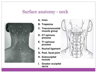 Head And Neck | PPT