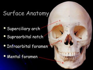 head anatomy in ent departmentssssss.ppt