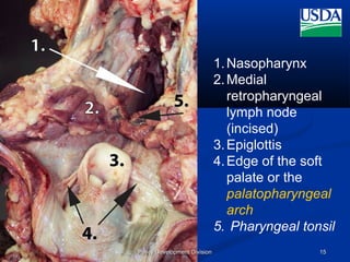 Head anatomy& lymph nodes | PPT