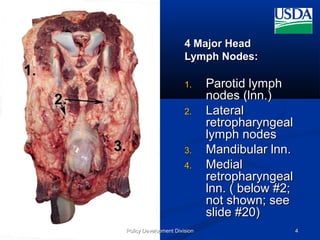 Head anatomy& lymph nodes | PPT