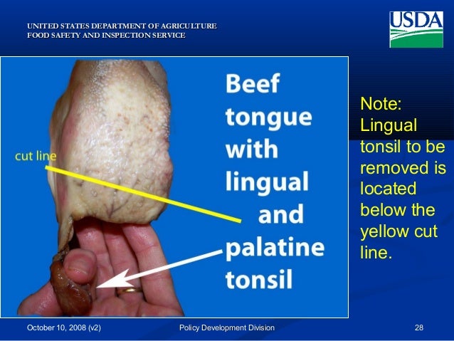 Head anatomy& lymph nodes