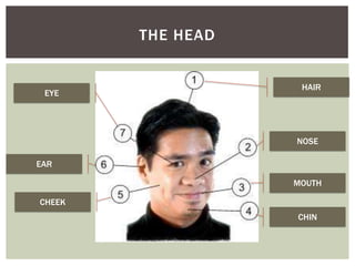 Parts of the head and face | PPTX