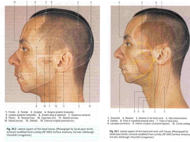 Surface Anatomy Face