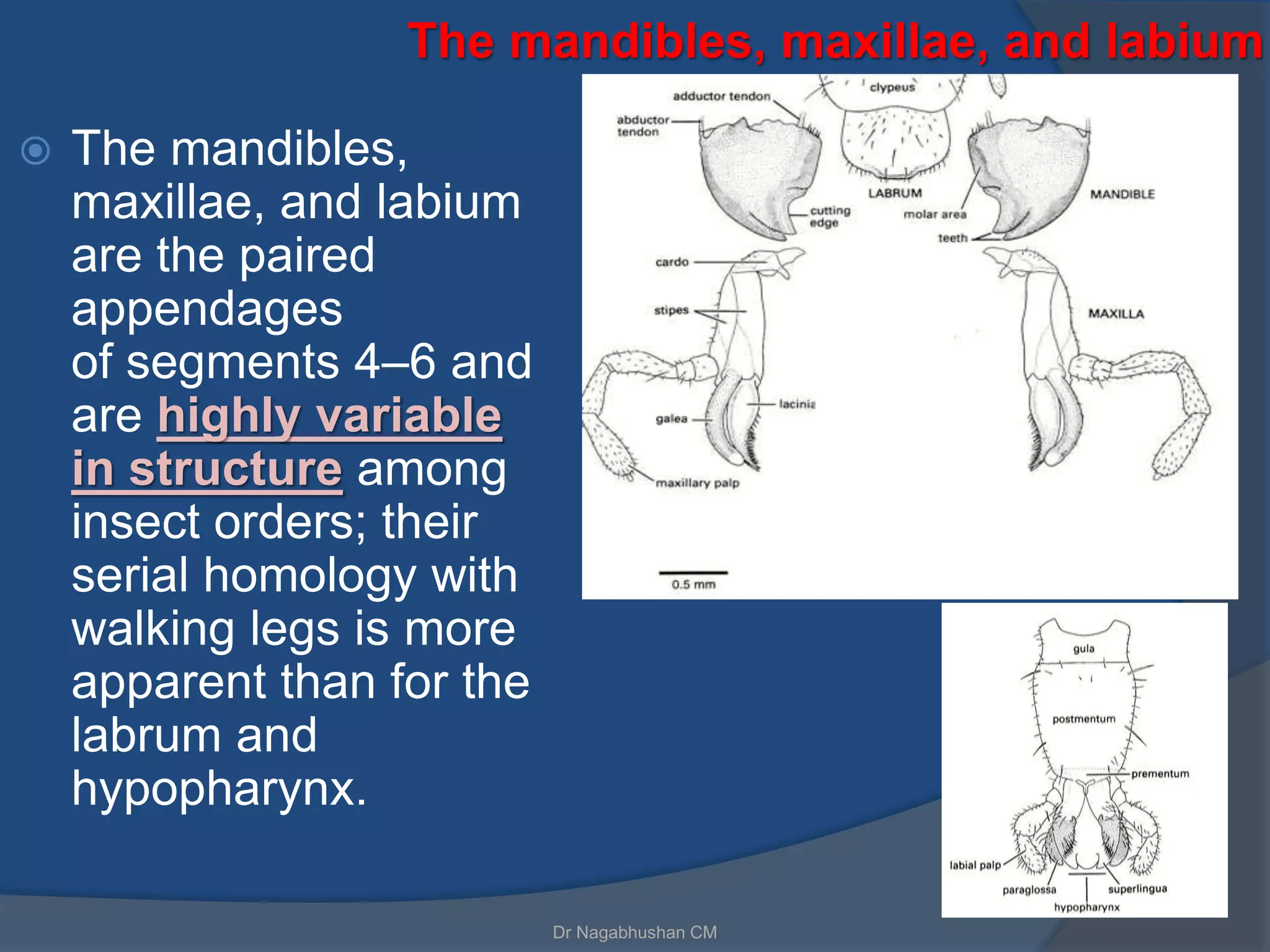 Head and its appendages of insects | PPTX