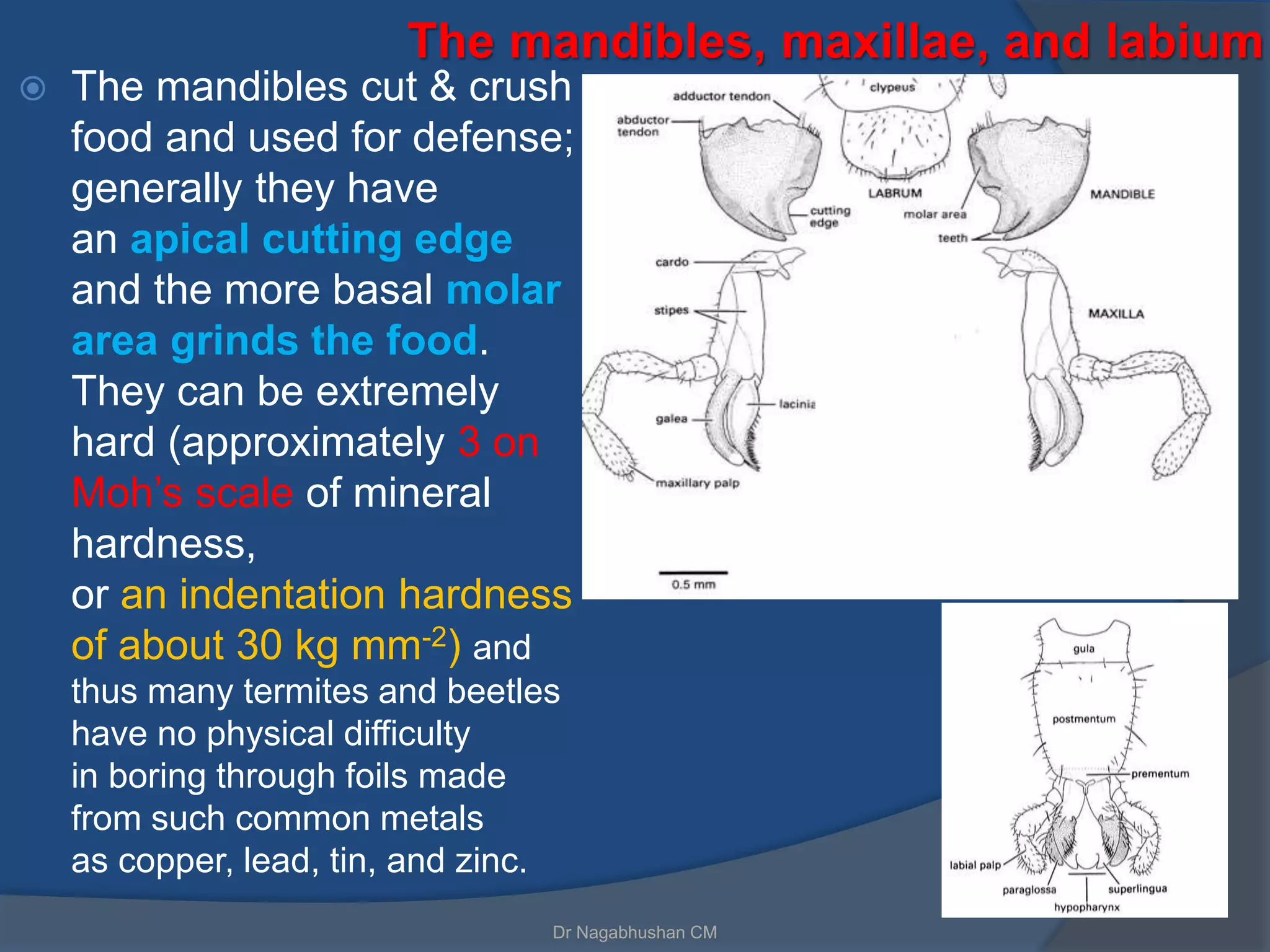 Head and its appendages of insects | PPTX