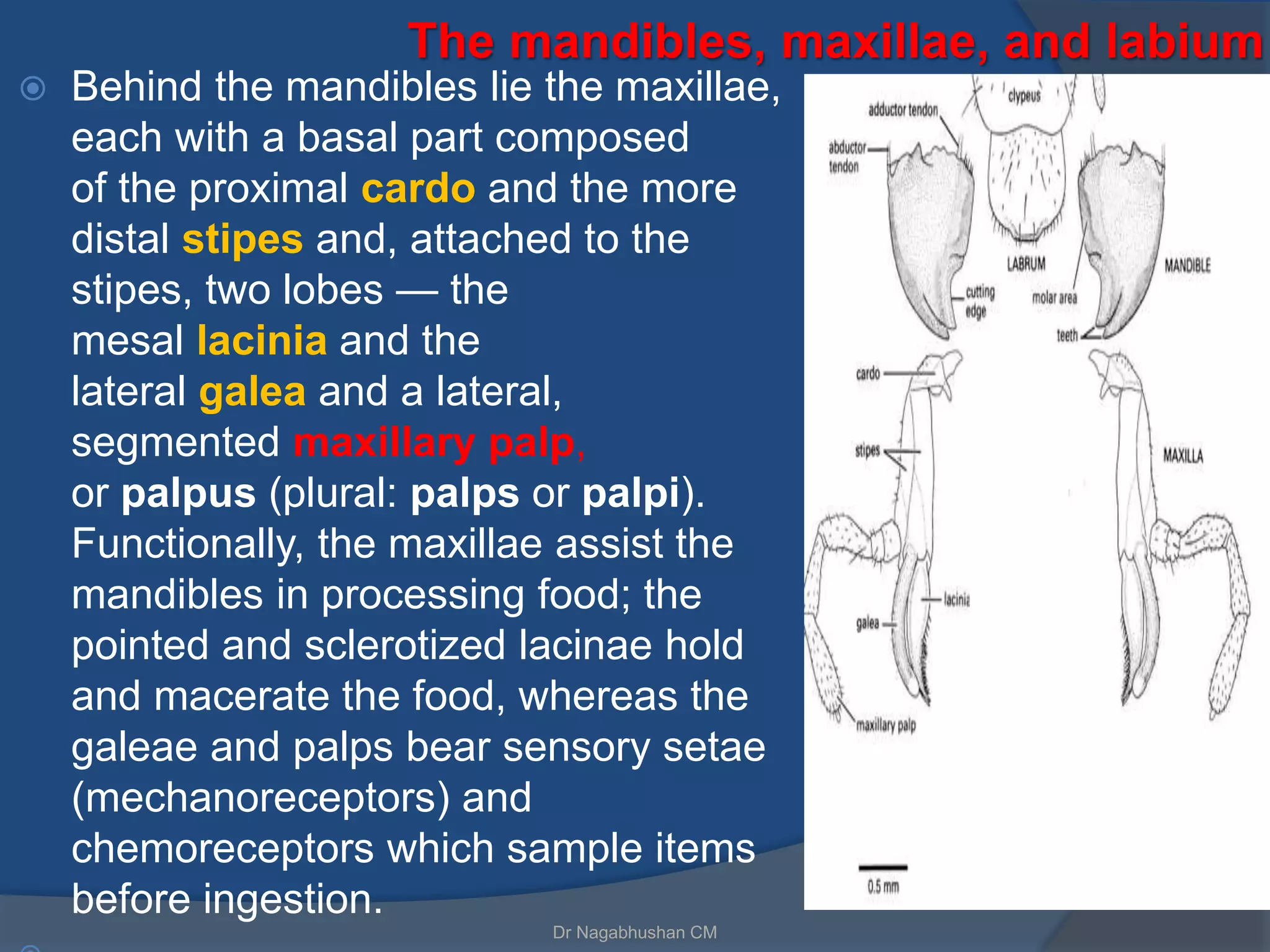 Head and its appendages of insects | PPTX