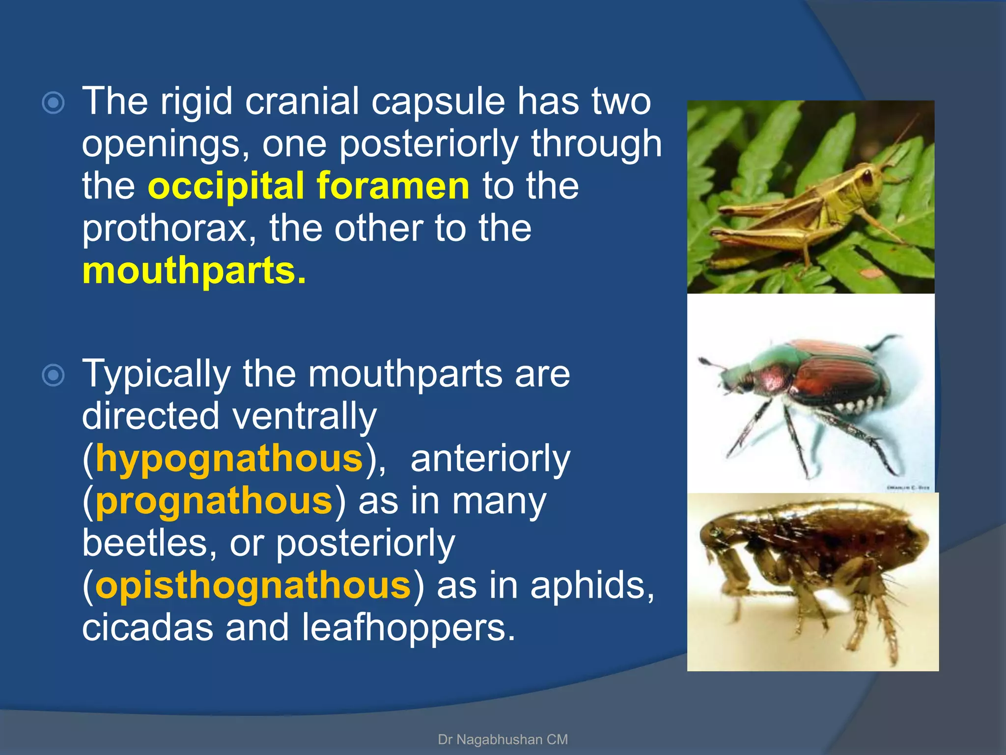 Head and its appendages of insects | PPTX