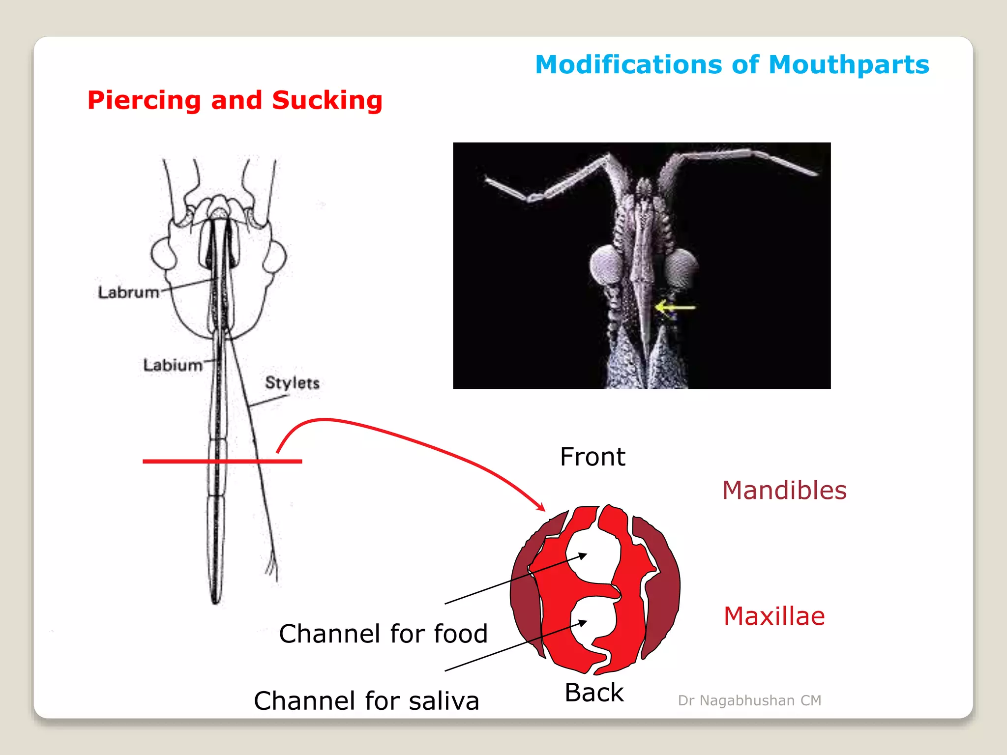 Head and its appendages of insects | PPTX