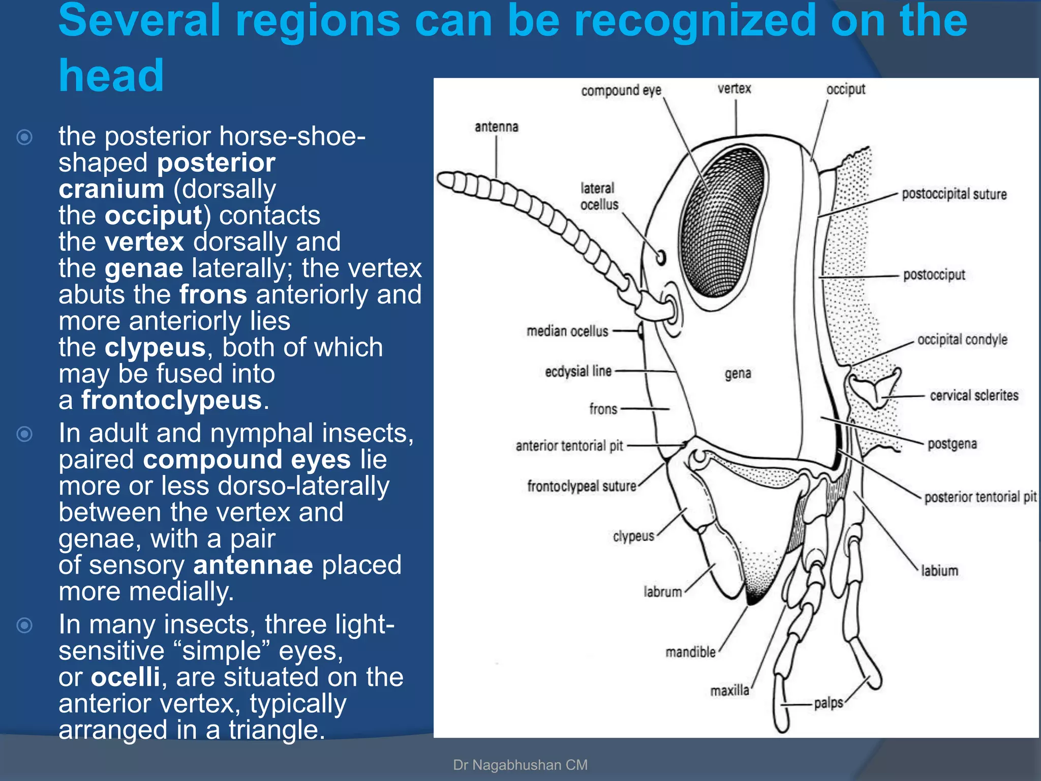 Head and its appendages of insects | PPTX