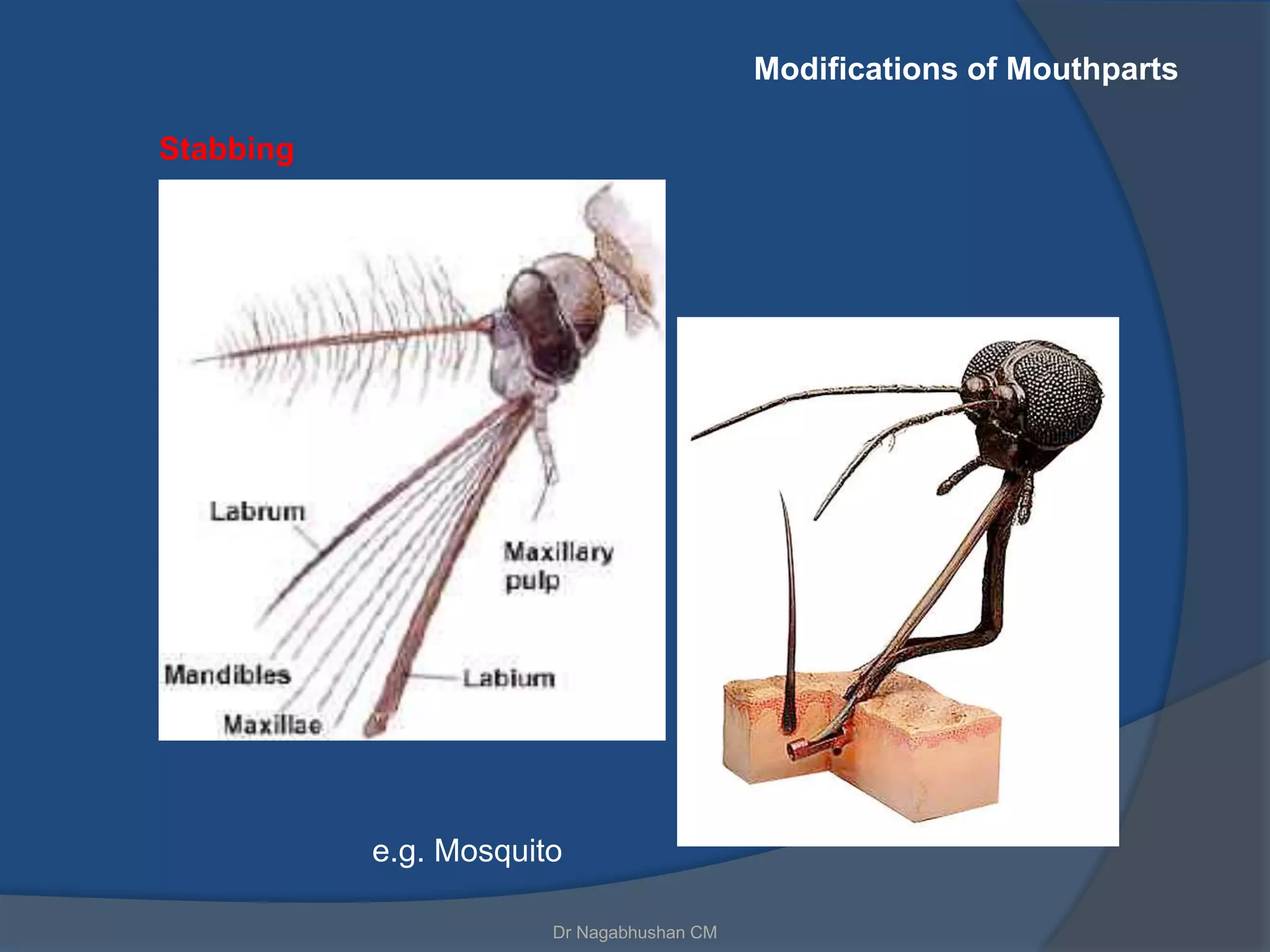 Head and its appendages of insects | PPTX