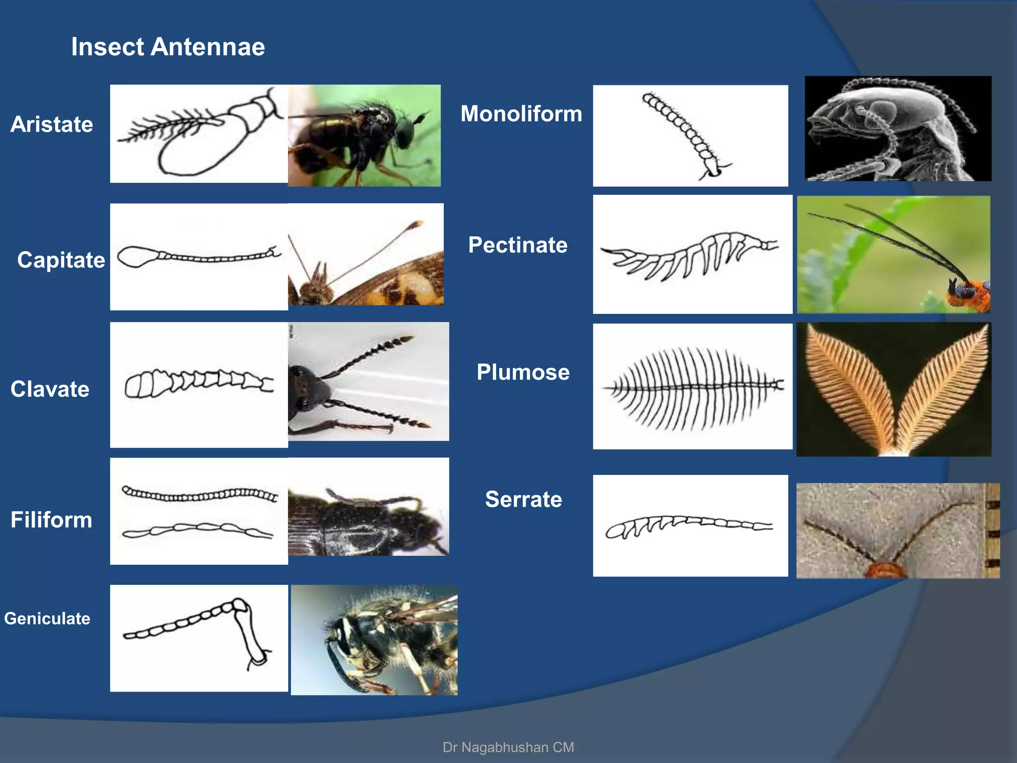 Head and its appendages of insects | PPTX