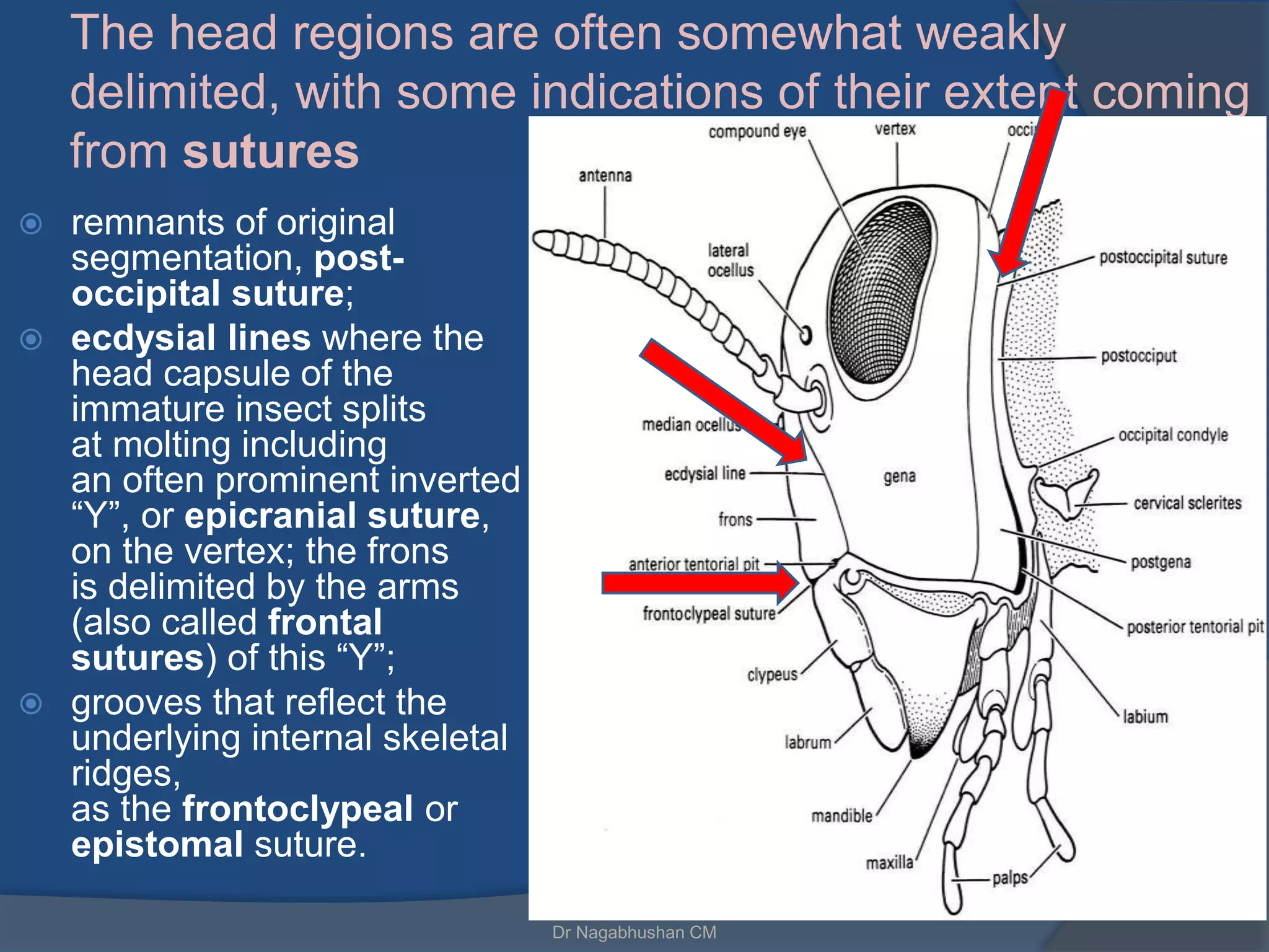 Head and its appendages of insects | PPTX