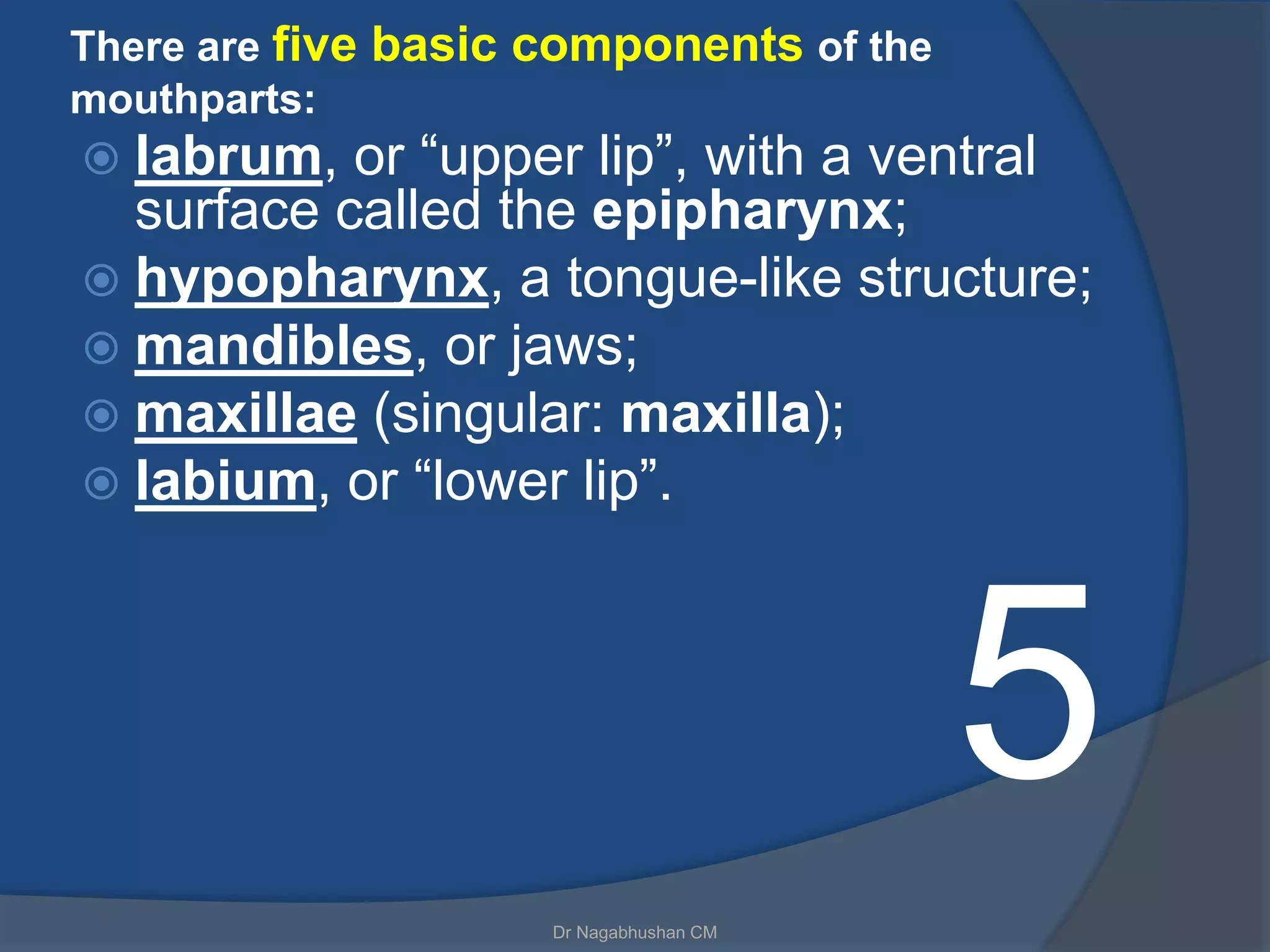Head and its appendages of insects | PPTX