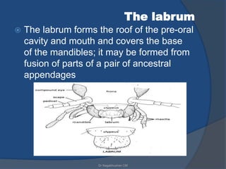 Head and its appendages of insects | PPTX