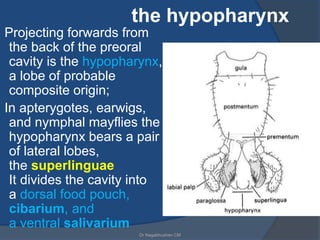 Head and its appendages of insects | PPTX