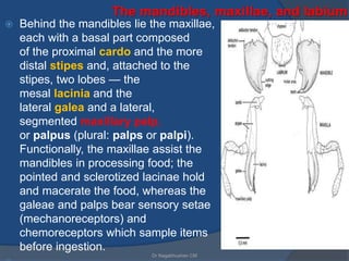 Head and its appendages of insects | PPTX