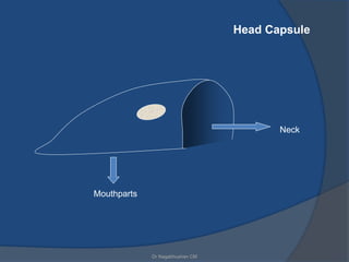 Head and its appendages of insects | PPTX