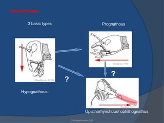 Head and its appendages of insects | PPTX