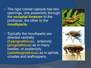 Head and its appendages of insects | PPTX