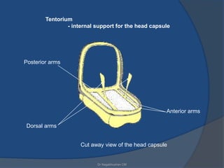 Head and its appendages of insects | PPTX