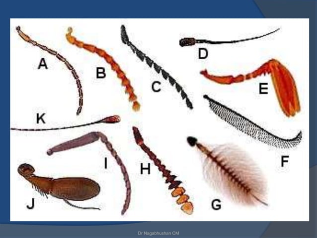 Head and its appendages of insects | PPTX