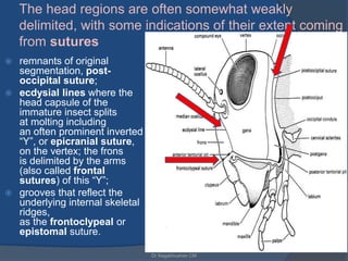 Head and its appendages of insects | PPTX