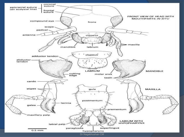 Head and its appendages of insects | PPTX