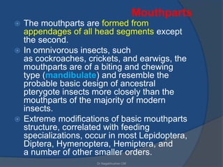 Head and its appendages of insects | PPTX