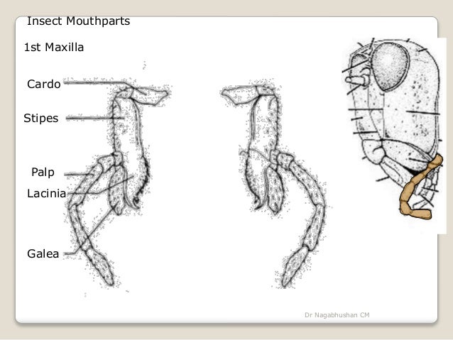 Head and its appendages of insects