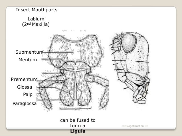 Head and its appendages of insects