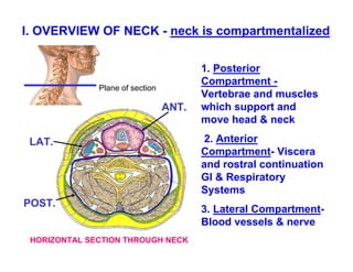 Head and neck | PDF