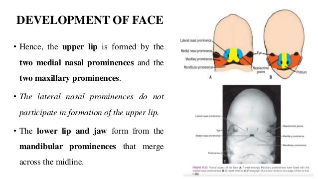 Head and neck - 2.pptx