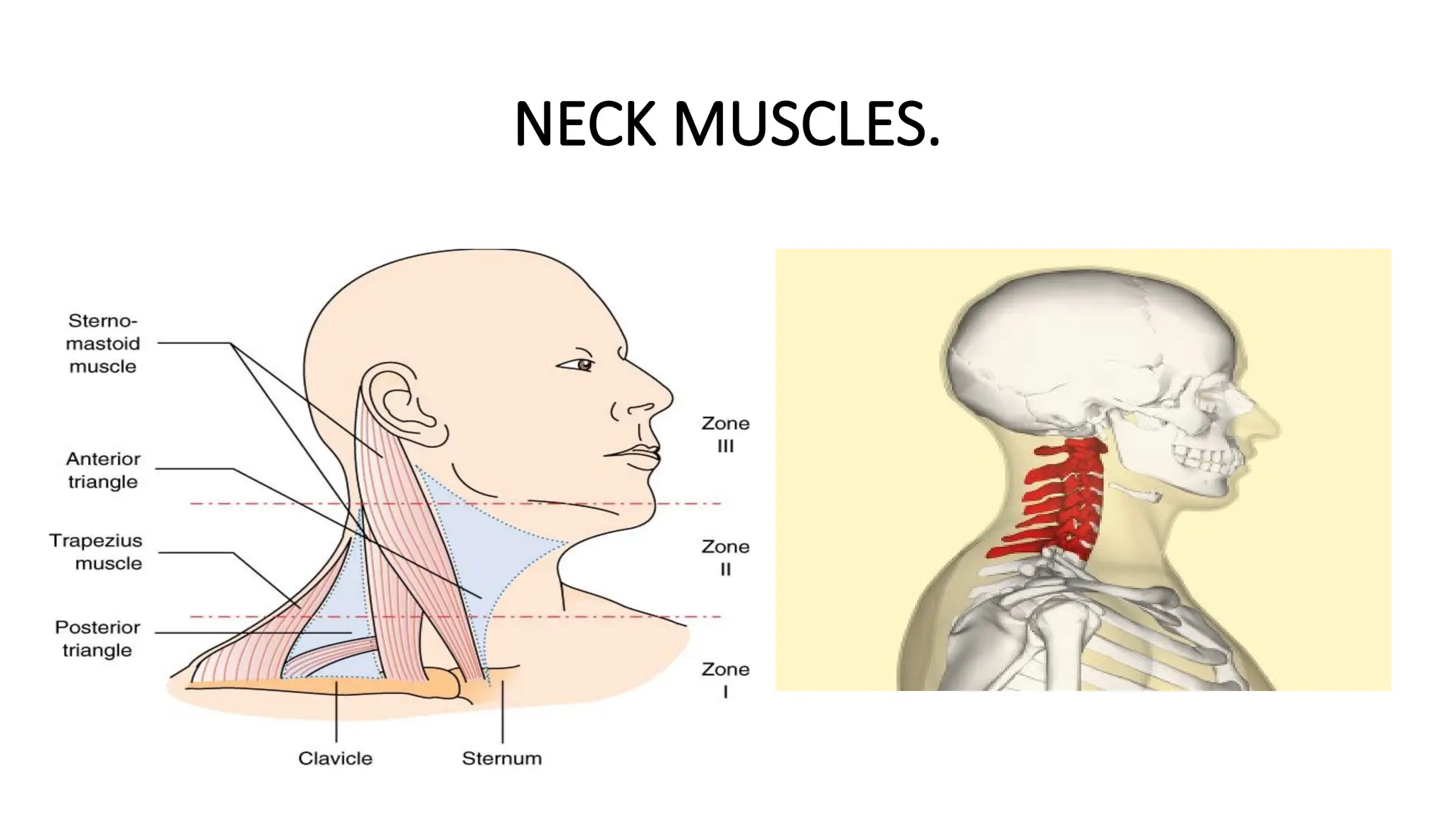 Head,eye, ear, nose, mouth, throat and neck.pptx