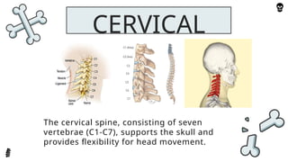 head and neck.pptx written report for anatomy and physiology | PPTX