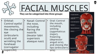 head and neck.pptx written report for anatomy and physiology | PPTX