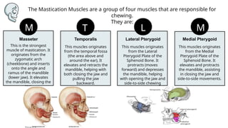 head and neck.pptx written report for anatomy and physiology | PPTX