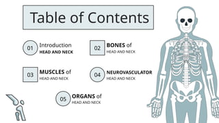 head and neck.pptx written report for anatomy and physiology | PPTX