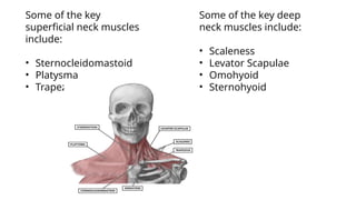 head and neck.pptx written report for anatomy and physiology | PPTX