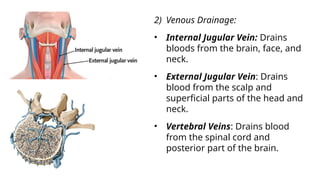 head and neck.pptx written report for anatomy and physiology | PPTX