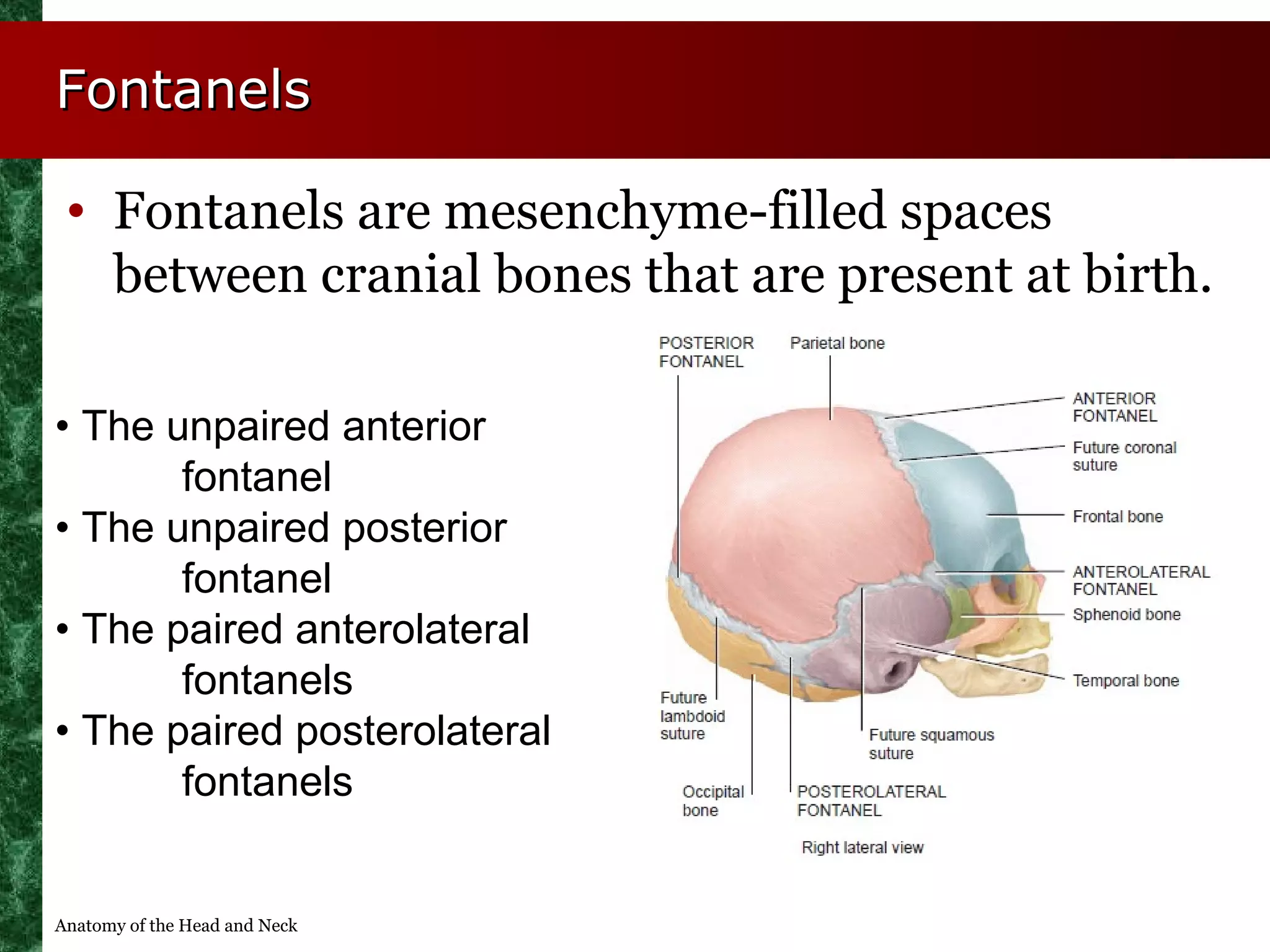Head and neck rs | PPT