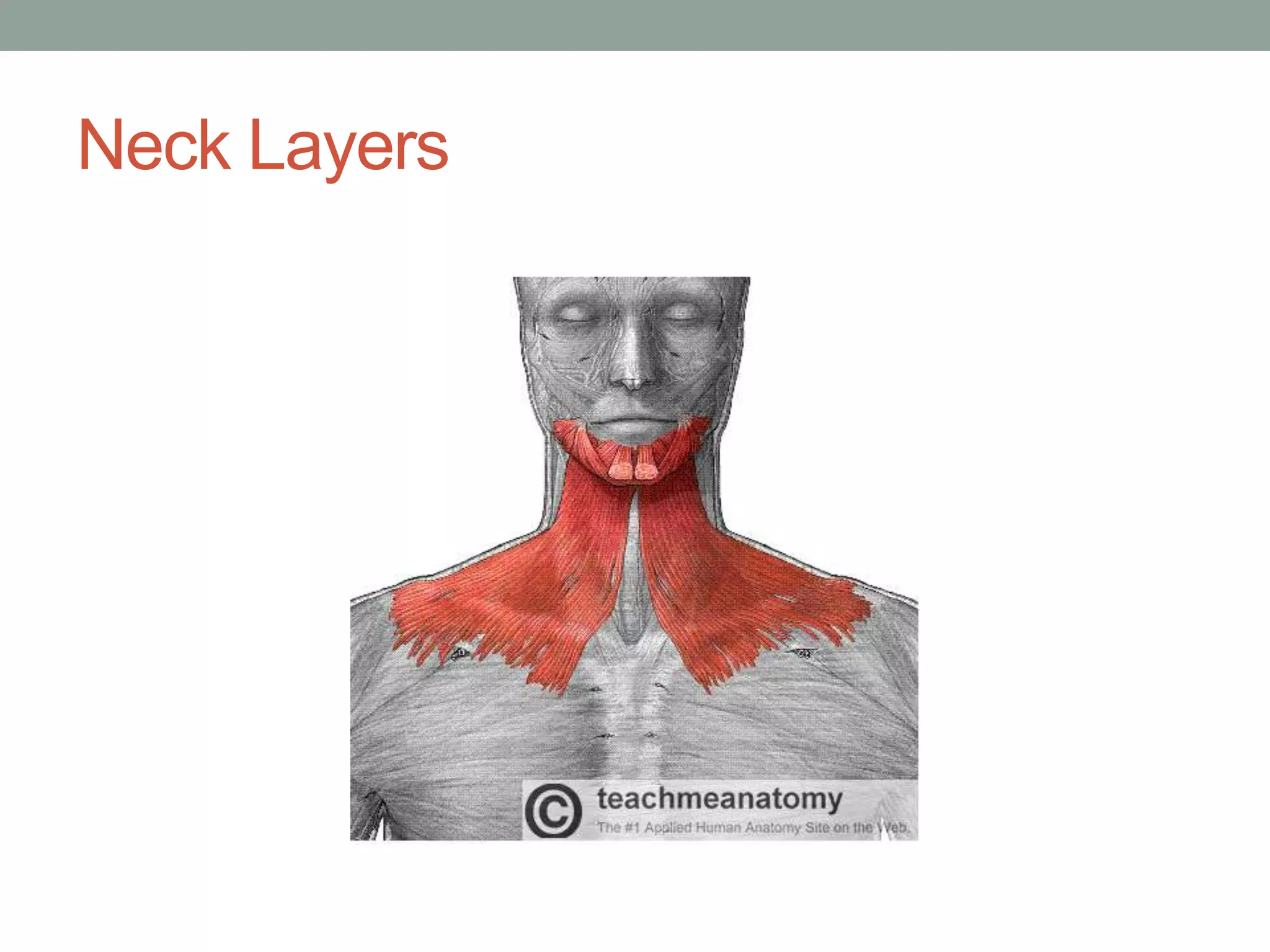 Head and neck anatomy | PPTX