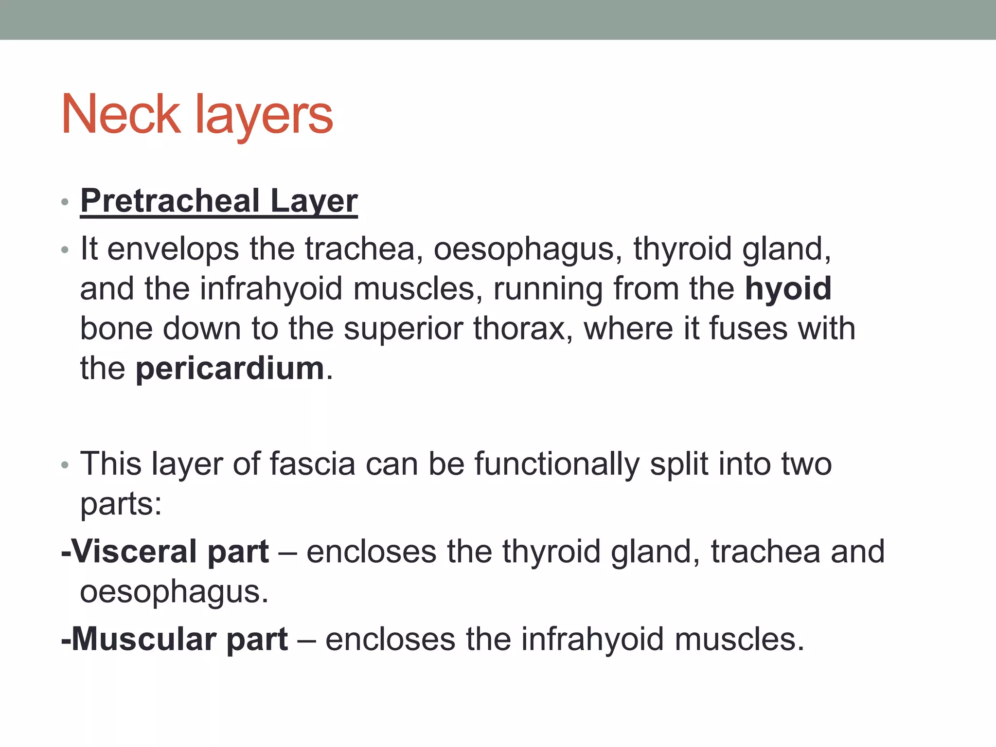 Head and neck anatomy | PPTX